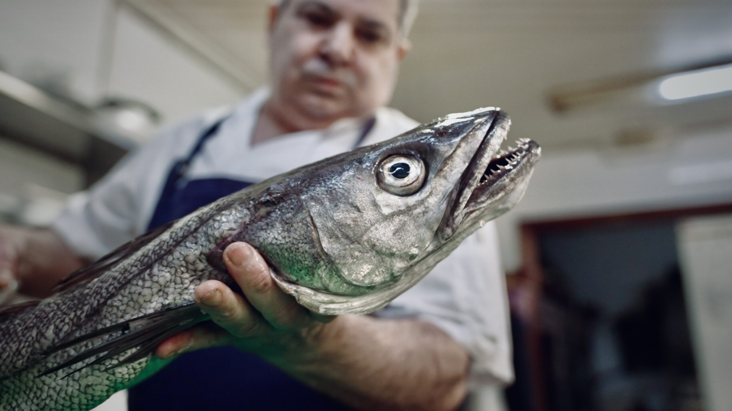 Is hake’s remarkable recovery in the Atlantic a sign of hope for our ...